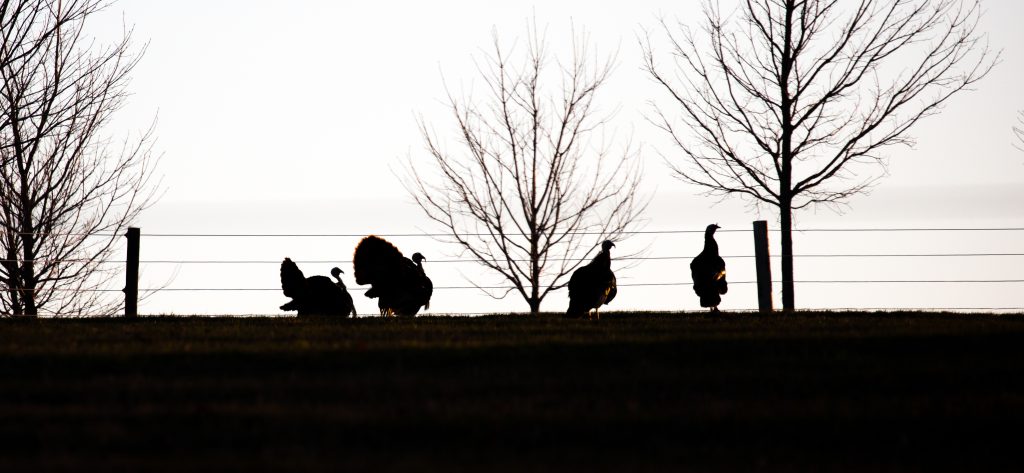 Turkeys by the Dozen - Backyard Poultry